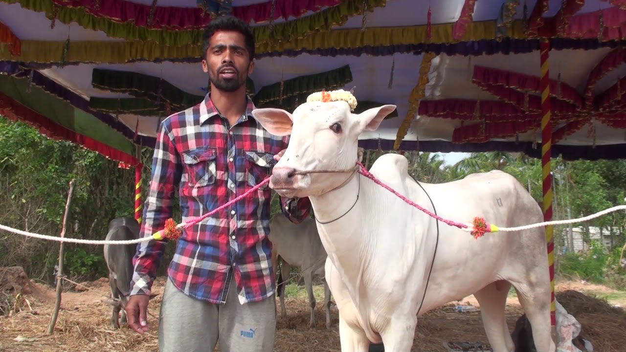 8 months old beautiful young hallikar bull - YouTube