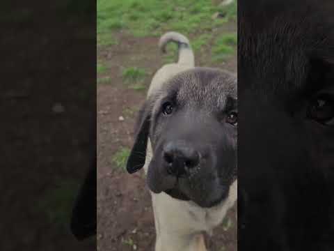 Malakli Puppies Of AkmTransilvania Kennel #kangal #malakli #anatolianshepherd