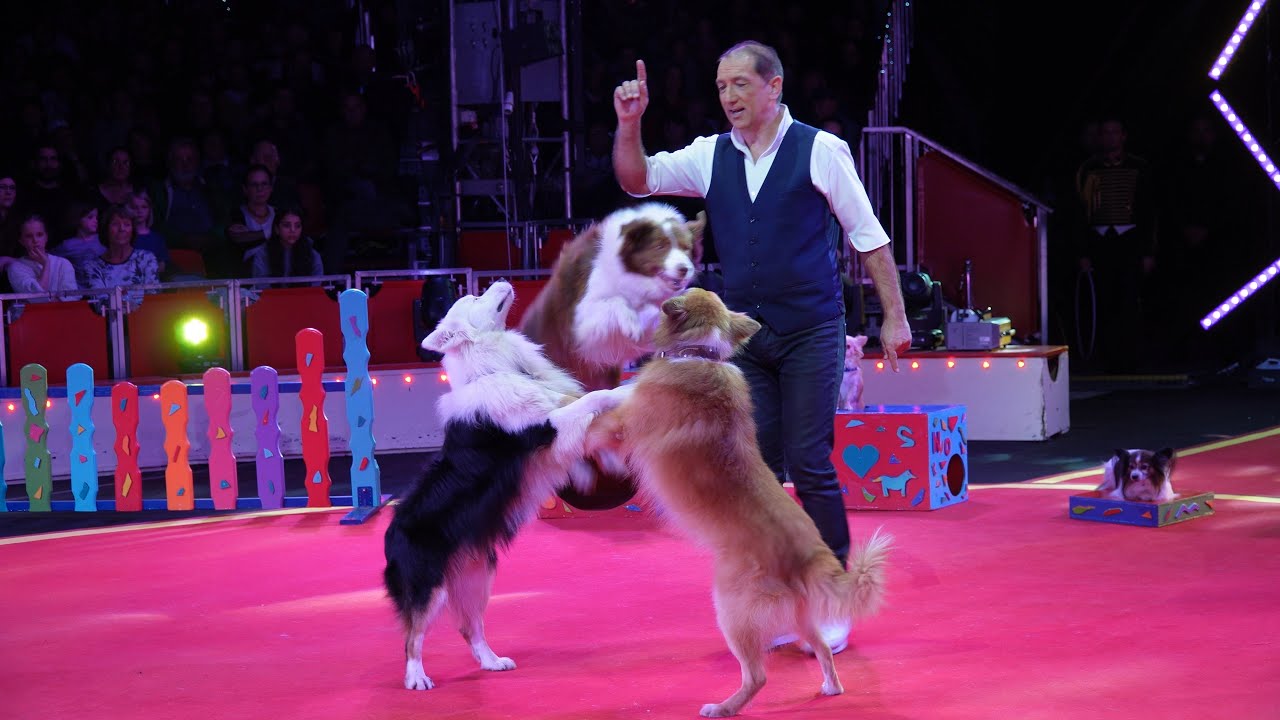 DOGSHOW --- Sandro Montez --- Liveaufzeichnung aus dem Bonner ...