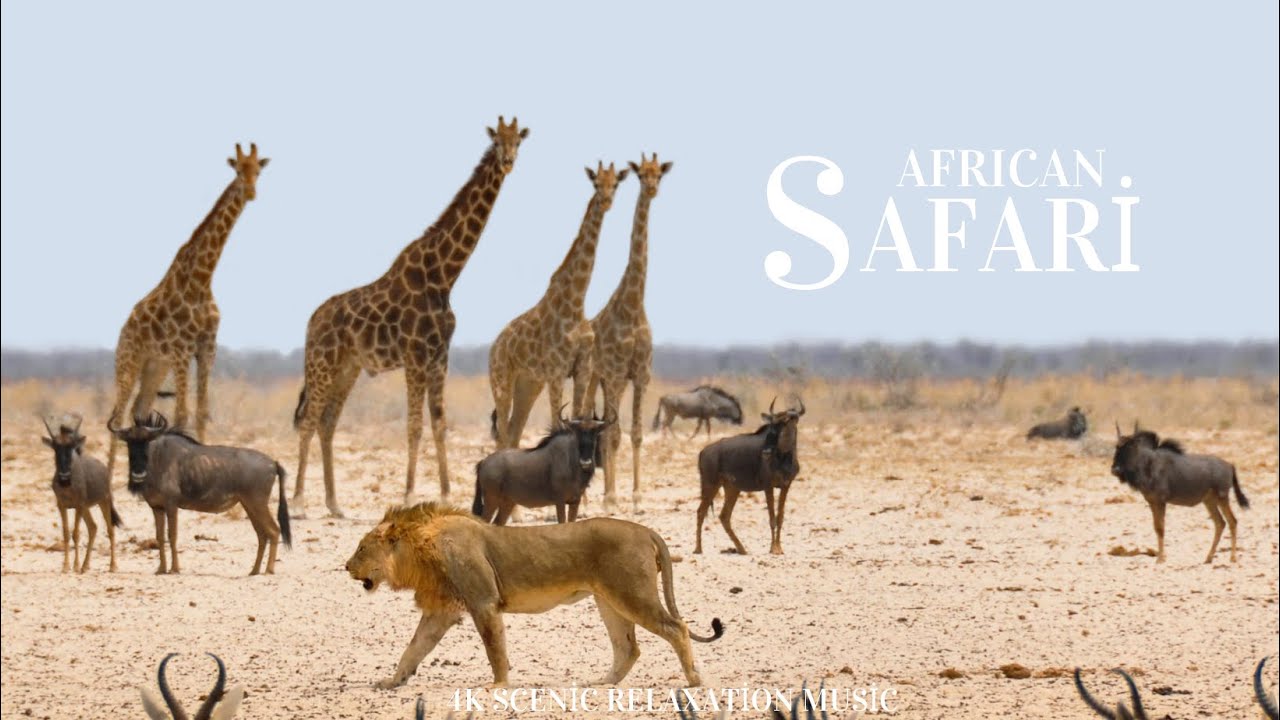 4K Ultra HD African Safari - Scenic Wildlife Film With African Music ...