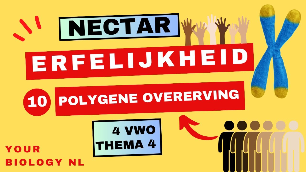 4 vwo | Erfelijkheid | 10 | Polygene overerving - YouTube