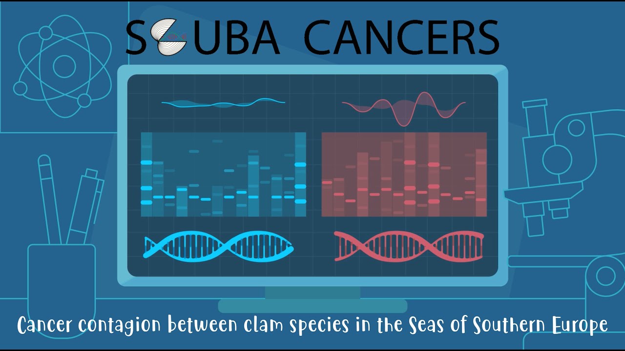 SCUBA CANCERS: cancer contagion between clam species in the Seas of ...