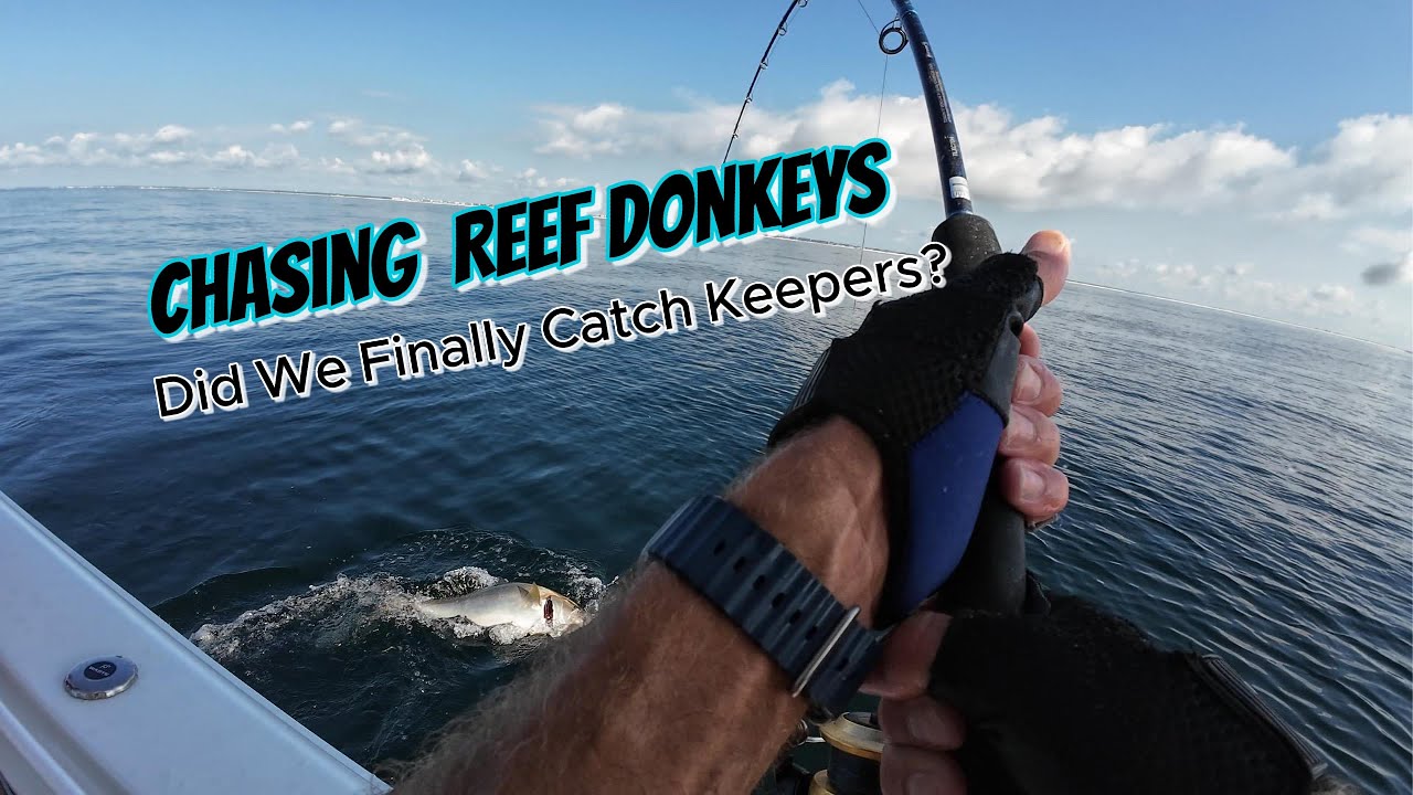 Chasing Reef Donkeys in Destin Florida: Race For Keeper Amberjacks From ...