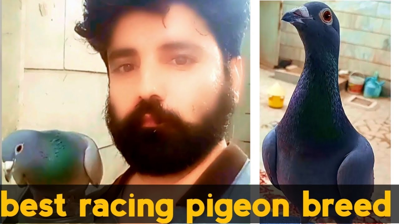 The Racing bird🕊 | a day in the life of racing pigeon🕊 - YouTube