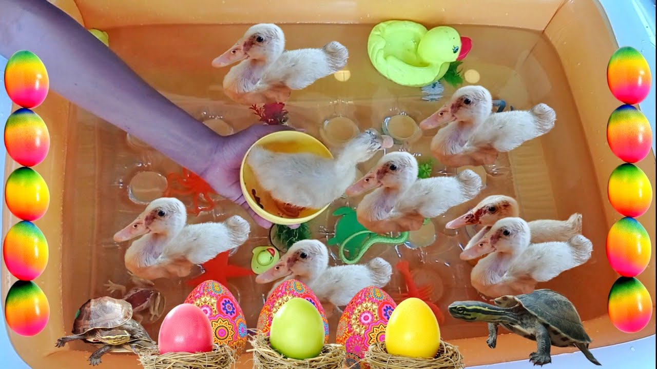 Cute ducklings are swimming in a pool which has lots of surprise eggs ...
