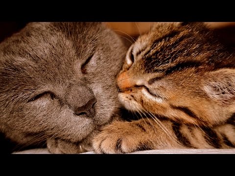 Cats Kissing Each Other #16
