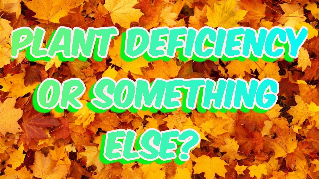 Plant Leaf Deficiencies, That are not really " Deficiencies " - YouTube