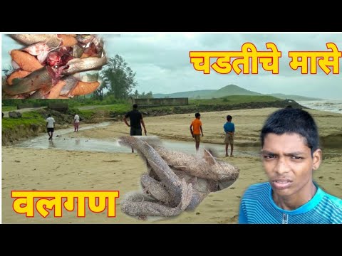 🐬🐬चडतीचे मासे | वलगण | Chadtiche Mase | Valgan🐬🐬 - YouTube