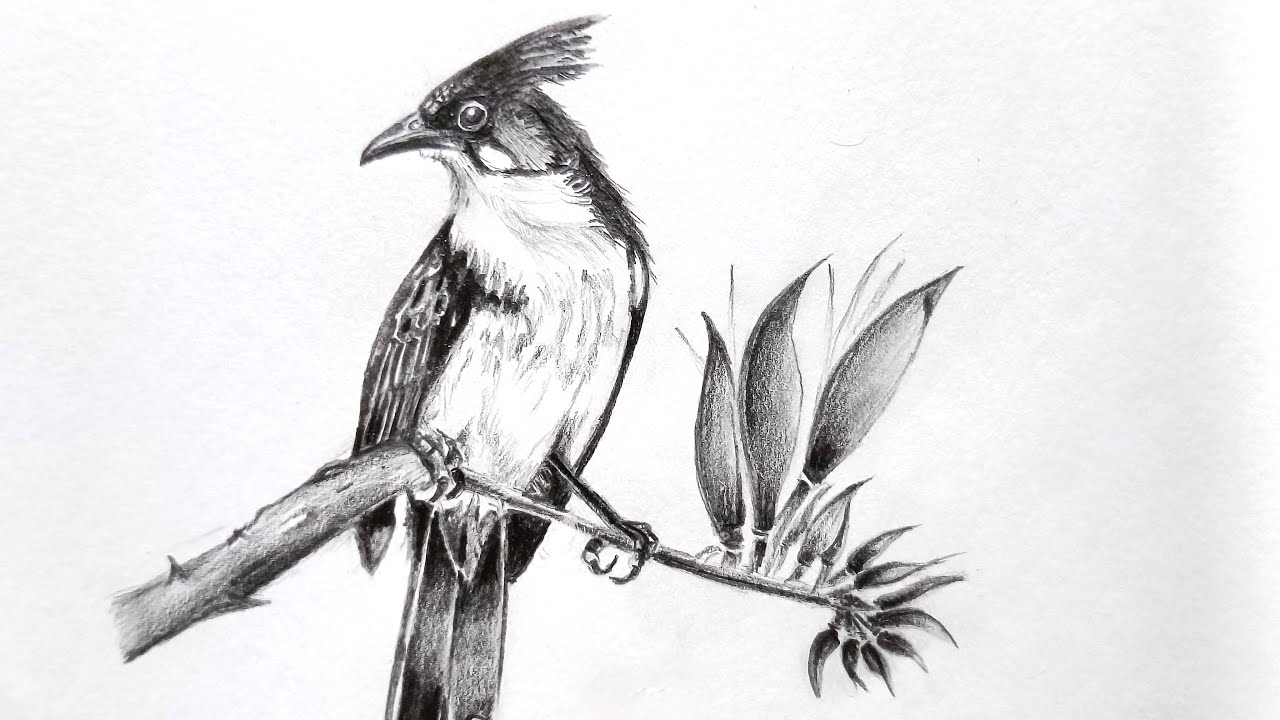 Bulbul Bird Drawing || Bird Pencil Shading || Bird Drawing #navanita ...