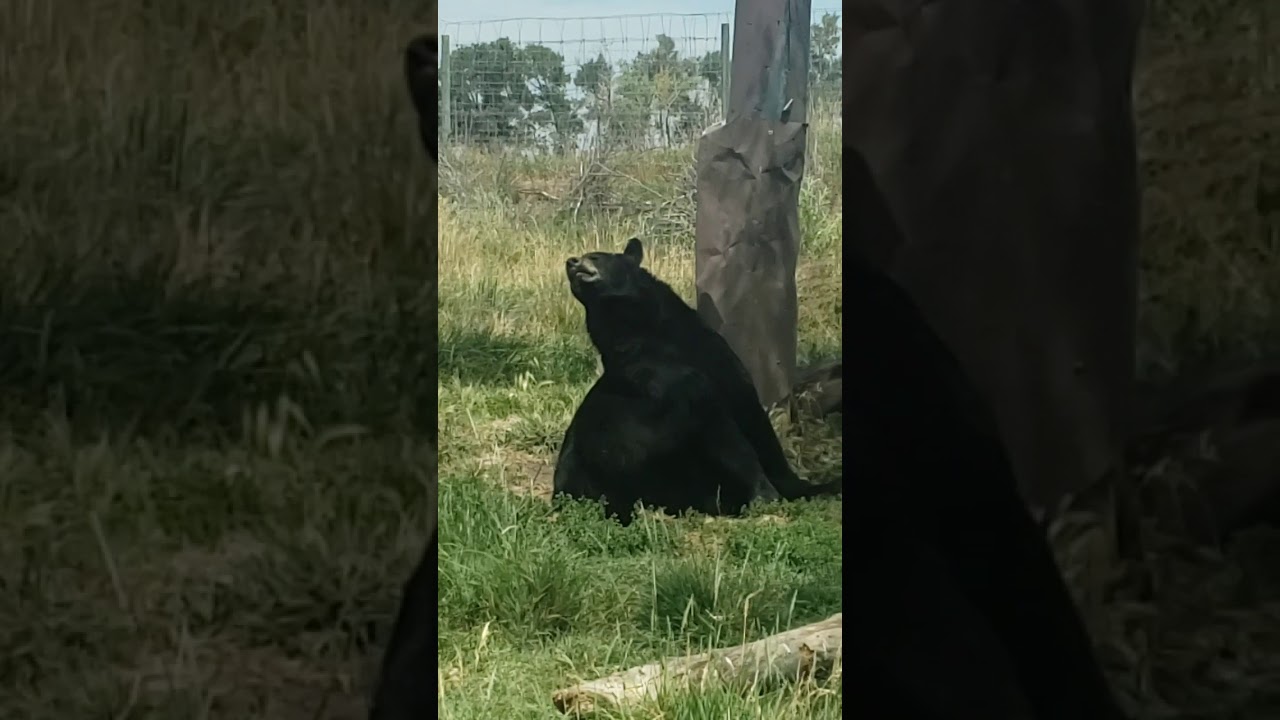 Baloo scratching - YouTube