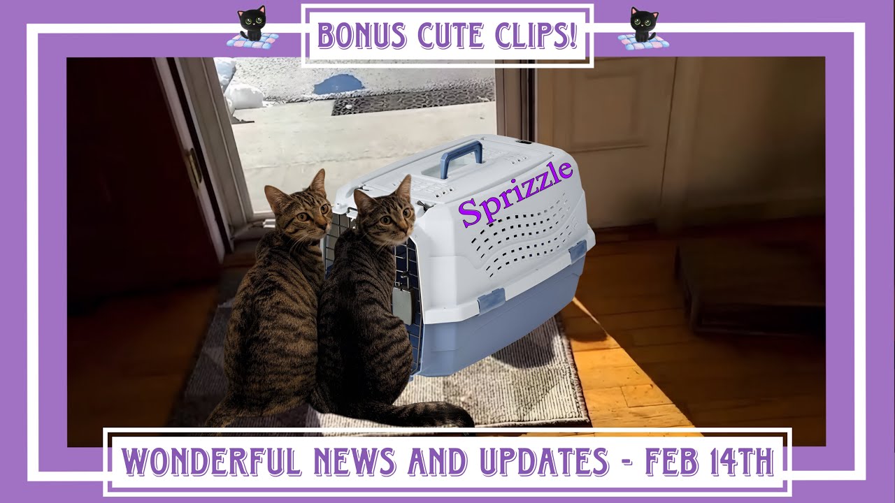 Wonderful News And Updates! - Feb 14th - Bonus Cute Clips! - YouTube