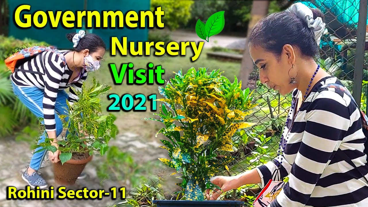Plant Nursery in Delhi NCR | Rohini Sec-11 | Govt Nursery Visit 2021 ...