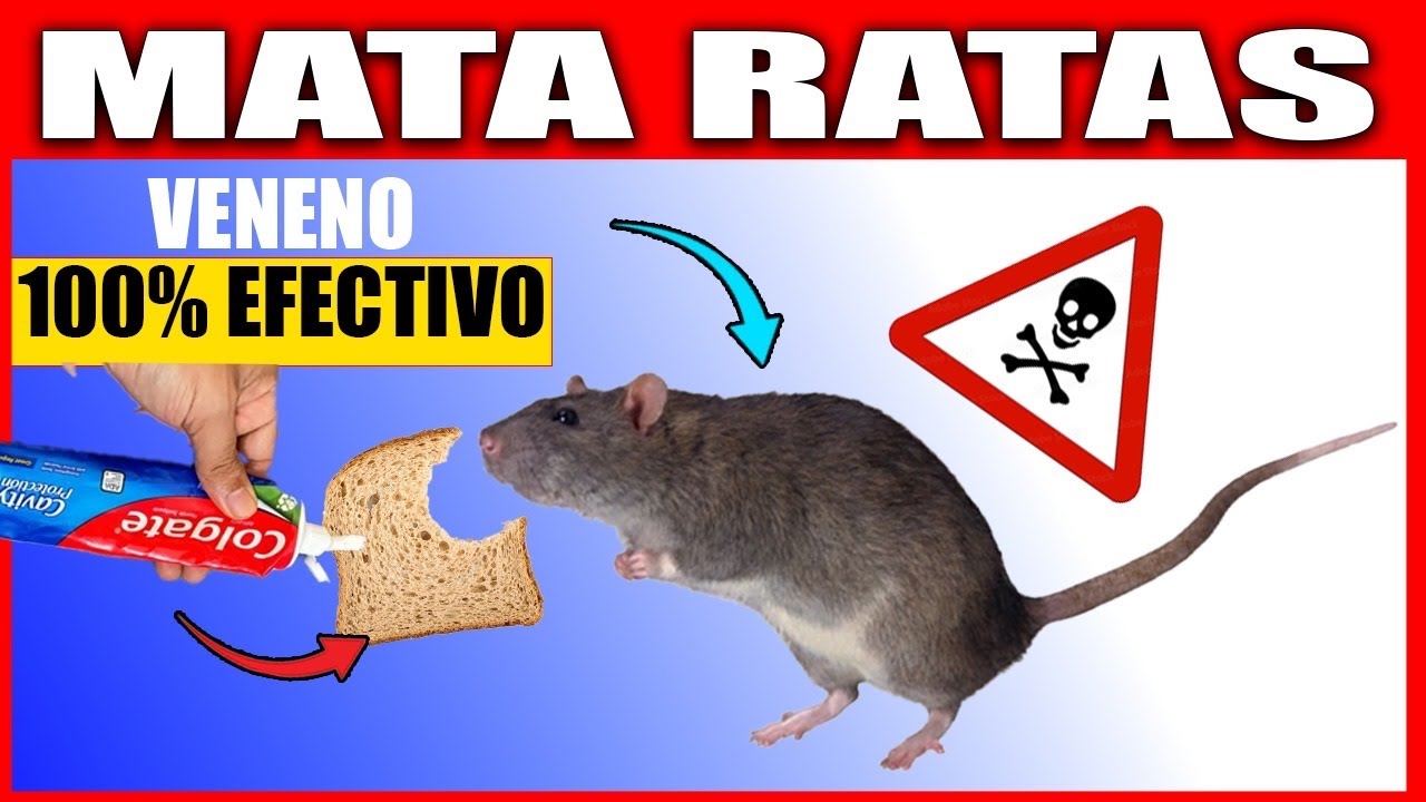 VENENO PARA RATAS Y RATONES CASERO | Elimina Ratas, Ratones, Insectos ...