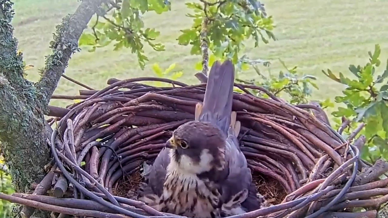 #falcon Cam4#12 Review baby birds in the nest - Dad and mother brings ...
