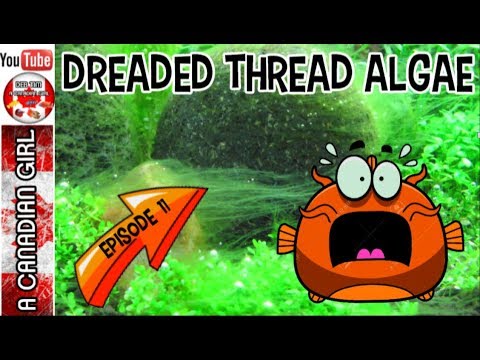 THREAD ALGAE - WHAT IT IS AND HOW TO GET RID OF IT EP11 - YouTube