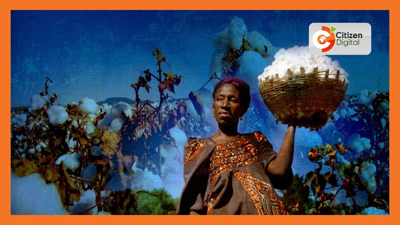 Wakulima warejelea kilimo cha pamba katika eneo la Karachuonyo - YouTube