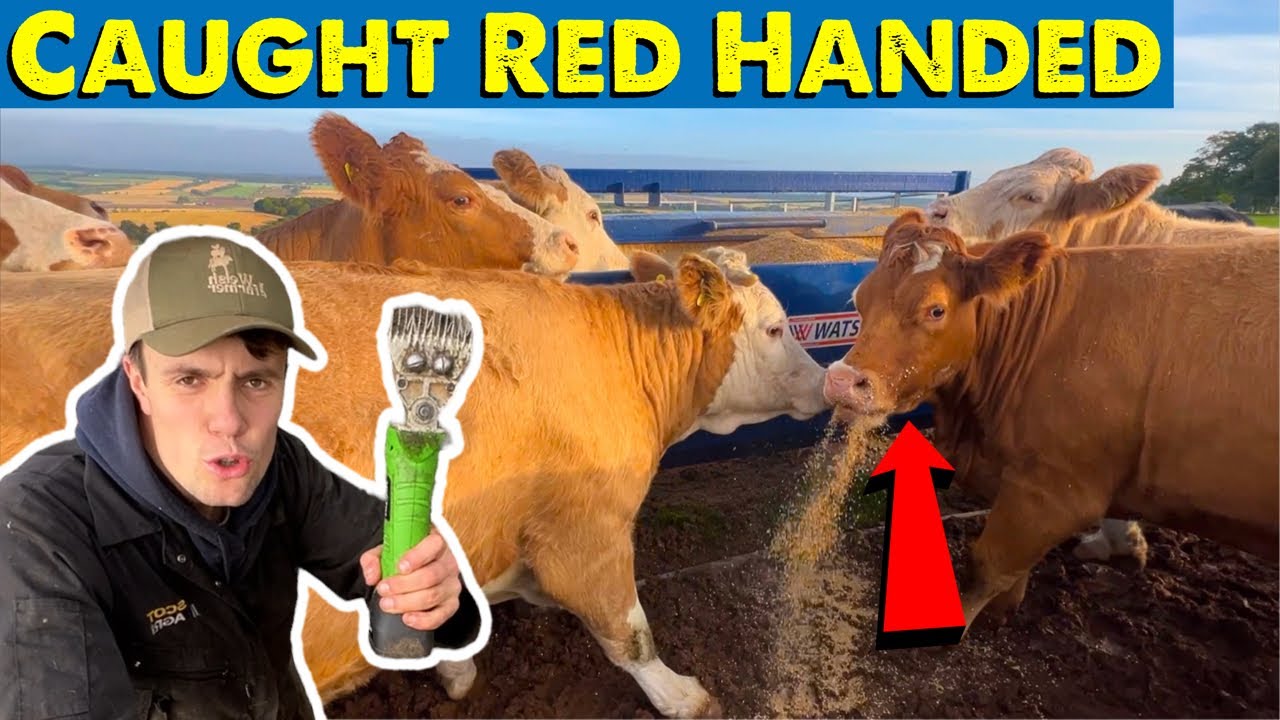 Why The New Shed Is Needed? | Chasing Cows | Crawfords Farm | The ...