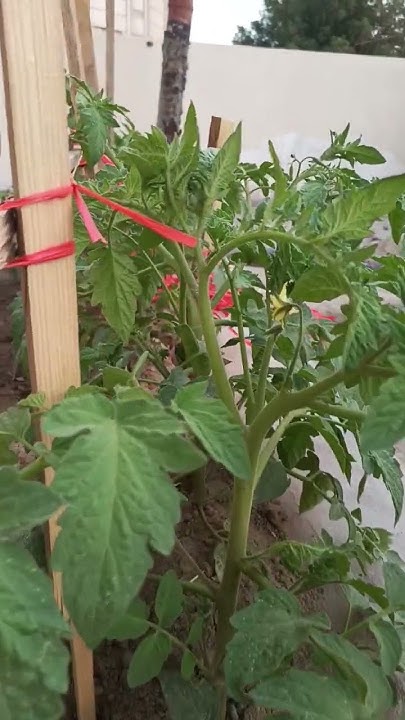 The easiest and most fruitful way to grow tomatoes at home for beginners - YouTube