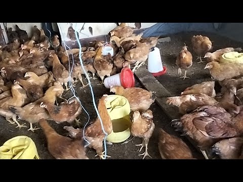 Best Way to Rear Improved Kienyeji Sasso Chickens Breed Guide by Uzima ...