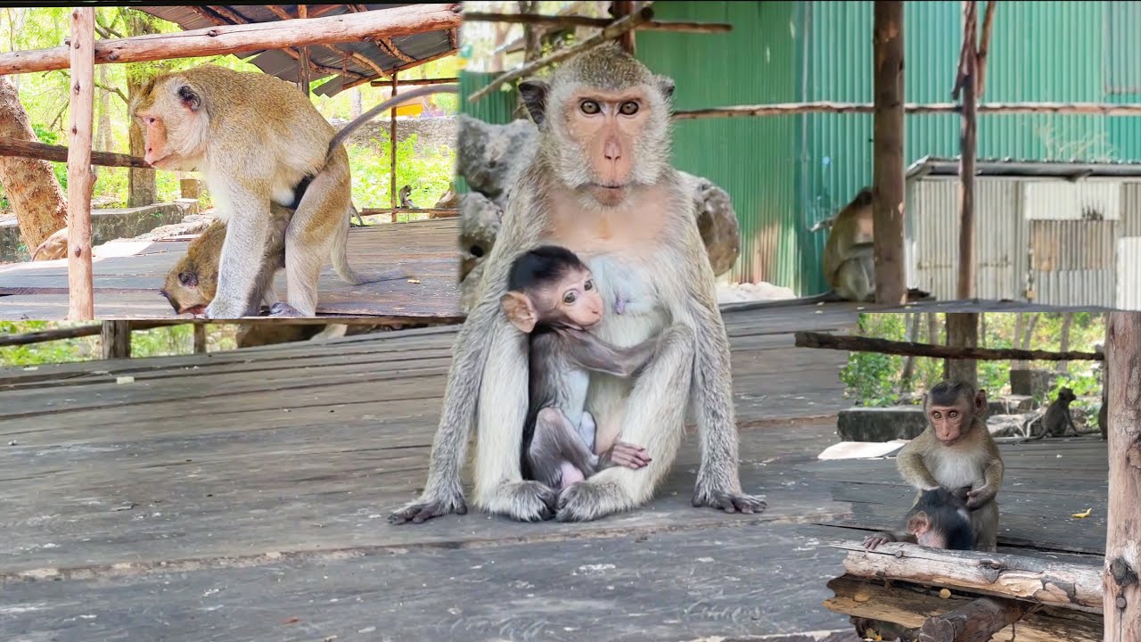 Oh no!! what is big monkey doing! |funny adult monkey & Rickey play ...