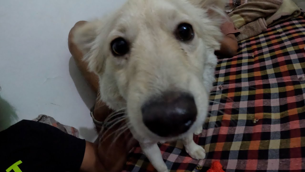 Meet KEPLER || cutest dog - YouTube