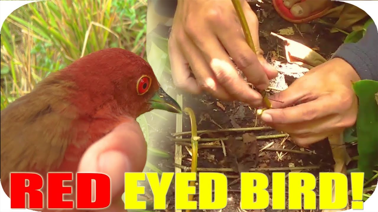 PAANO MAN-TRAP NG IBON - YouTube