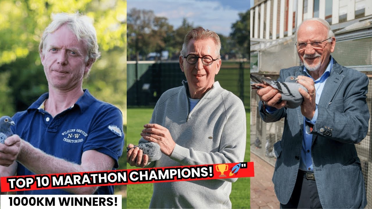 Marathon racing pigeon Champions! Top 10 Long Distance Pigeon Masters ...