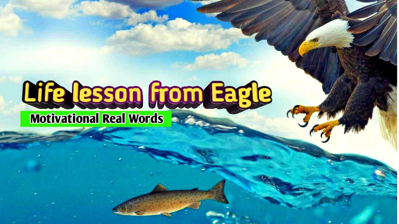 A life lesson from the eagle | Principle of the eagle - YouTube