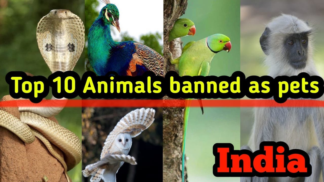 TOP 10 Illegal Animals Banned We Cannot keep in India | Pets Formula ...