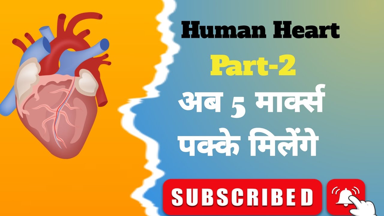Human heart | Human heart class 10 | Human heart working model | Human ...