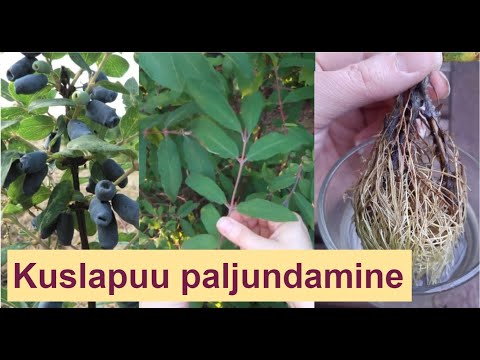 Sinise kuslapuu pistikust paljundamine - YouTube