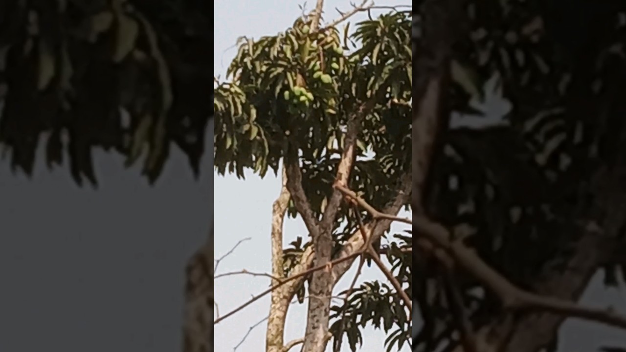 Khatta Mango - YouTube