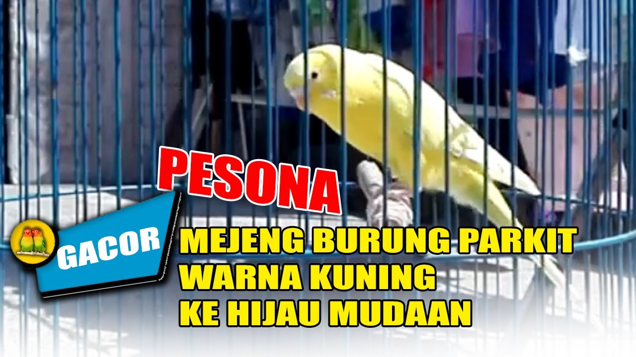 mejeng Burung Parkit warna kuning ke hijau mudaan - YouTube