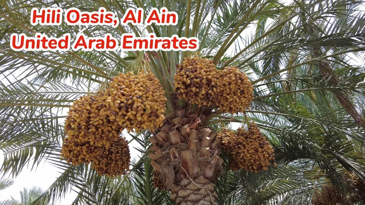 Hili #oasis in Al Ain | #date #palm - YouTube