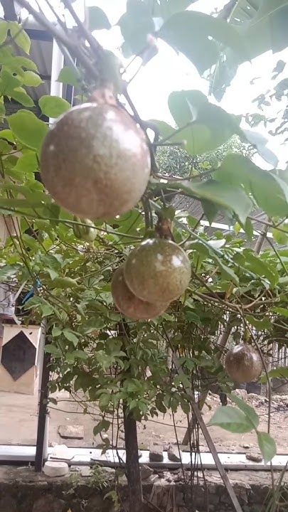 Markisa depan rumah sudah berbuah.... yes... yes... yes - YouTube