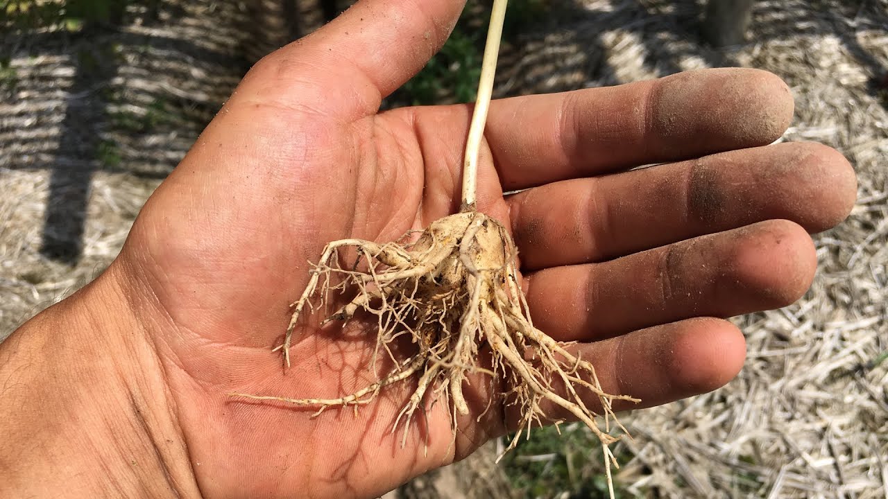 About Wisconsin Grown Ginseng LLC - Family Owned Wisconsin American ...