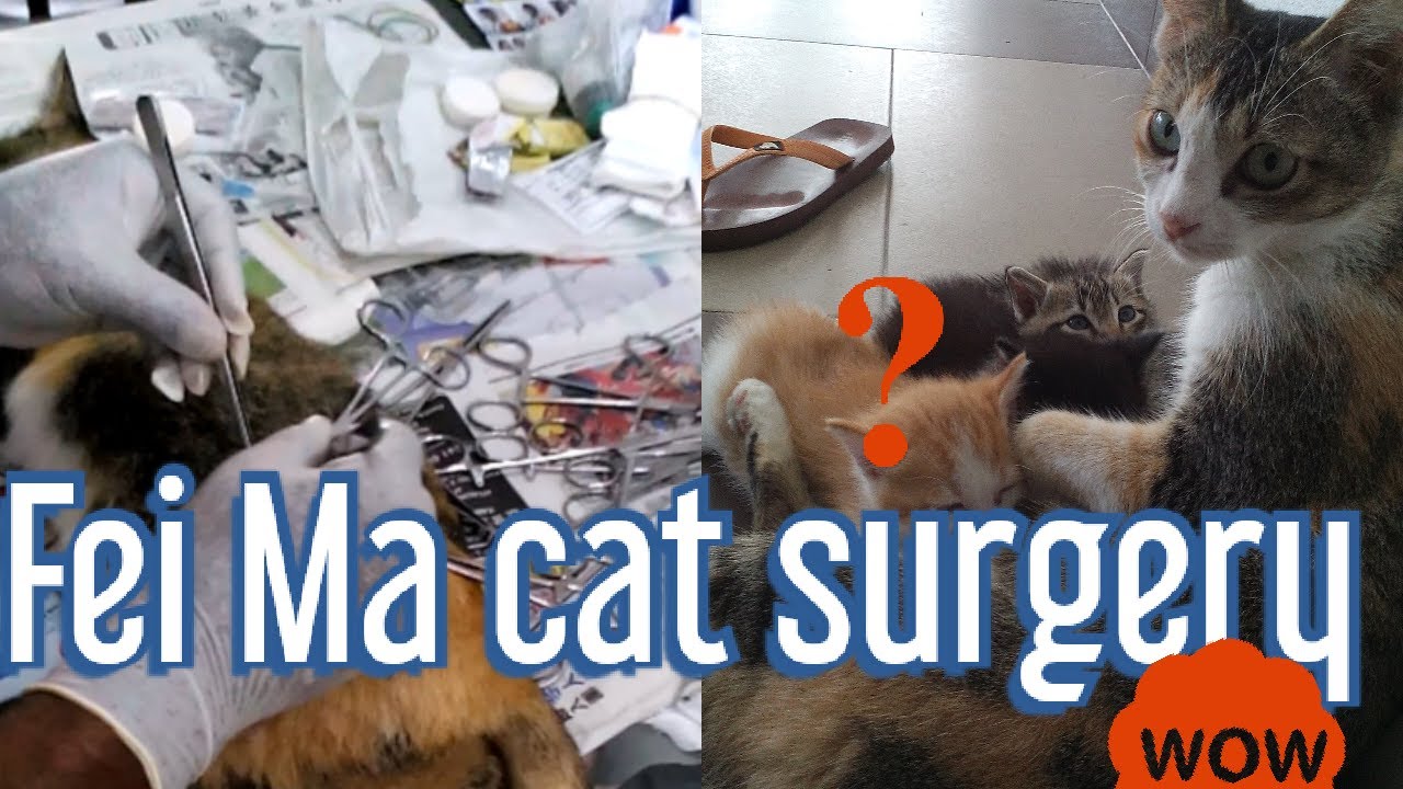 Fei Ma Cat surgery ( spaying a female cat) - YouTube