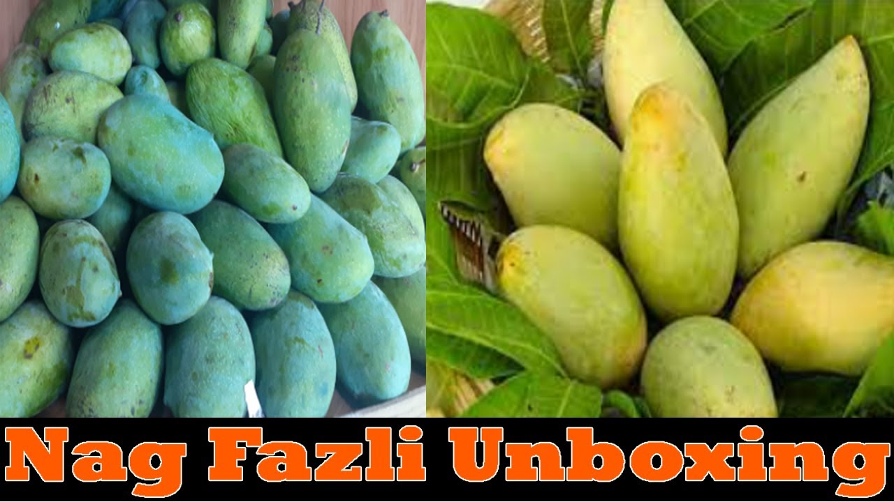 উত্তরবঙ্গের বিখ্যাত নওগাঁ জেলার স্পেশাল নাগ ফজলি আম আনবক্সিং,Unboxing ...
