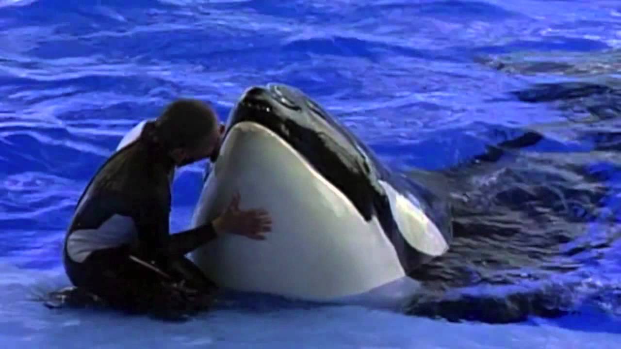 Orcas & Trainers // A Thousand Years - YouTube
