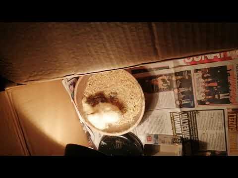 Serçe Ve Civciv'in imtihanı :-D