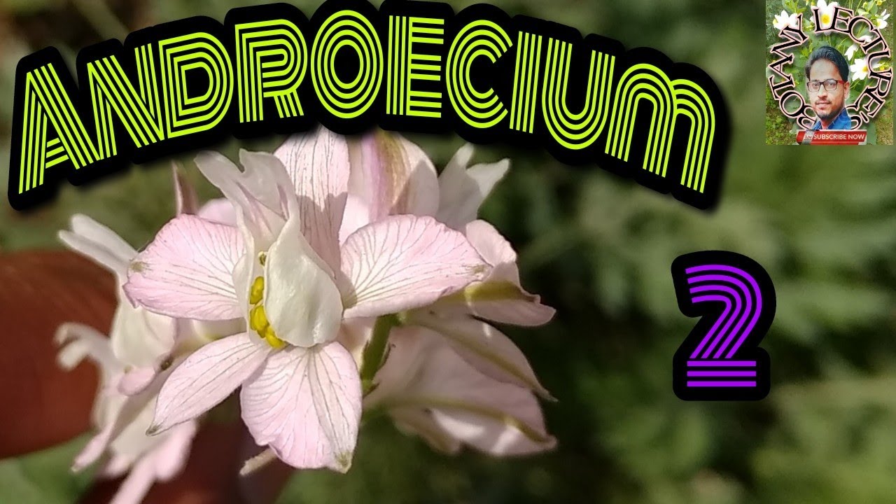 Androecium(पुंकेसर)Basifixed/ Dorsifixed /versatile/Adnate/stamens ...