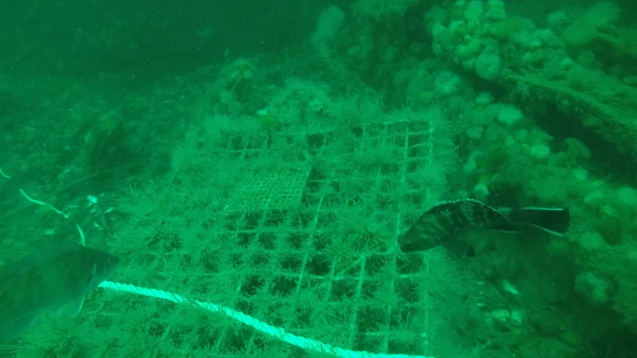Angler OCMD Seabass & Flounder - YouTube