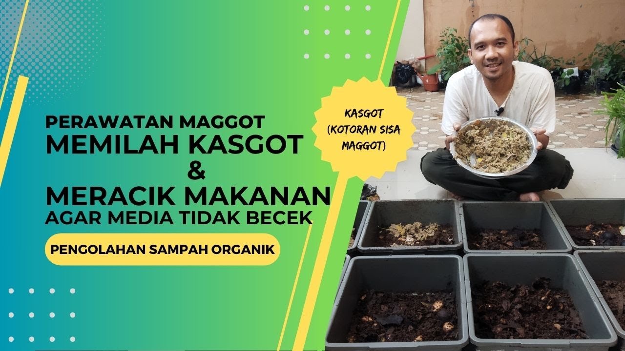 Maggot BSF #6 | Memilah Kasgot & Meracik Makanan Agar Media Tidak Becek ...