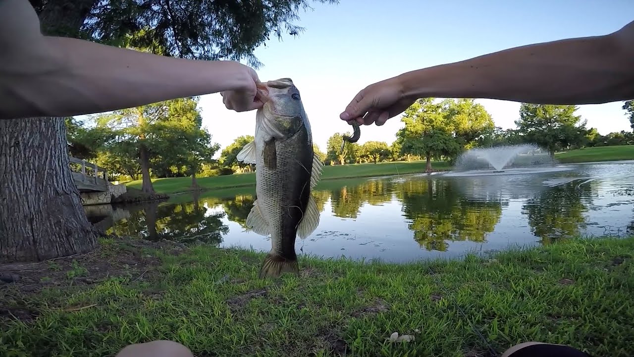 Golf Course Bass Fishing in Summer: Part 1 - YouTube
