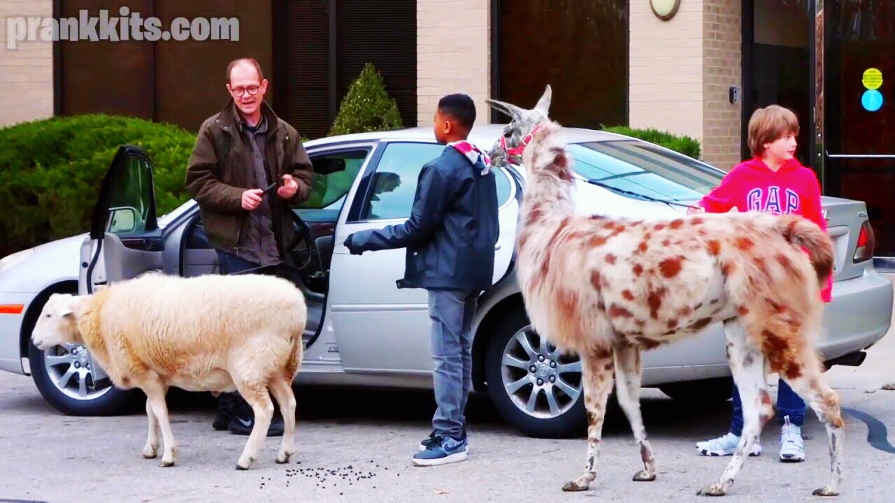 Service Animal Prank on Uber | Comedy - YouTube