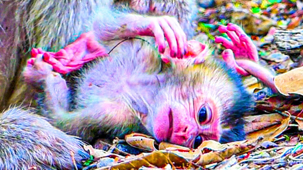 😭-My heart is touched..!! A hybrid baby newborn monkey with N😭 hope of ...