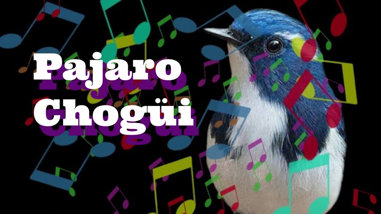Pajaro Chogüi - YouTube