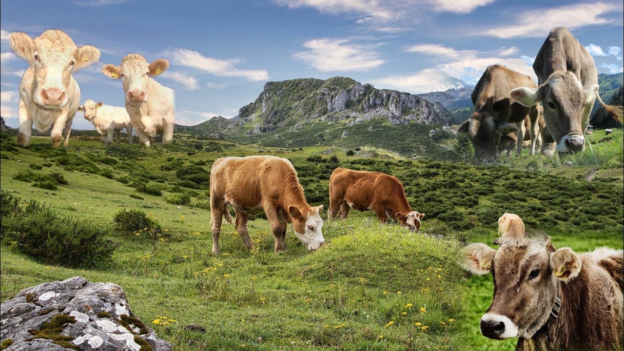 best cow video - YouTube