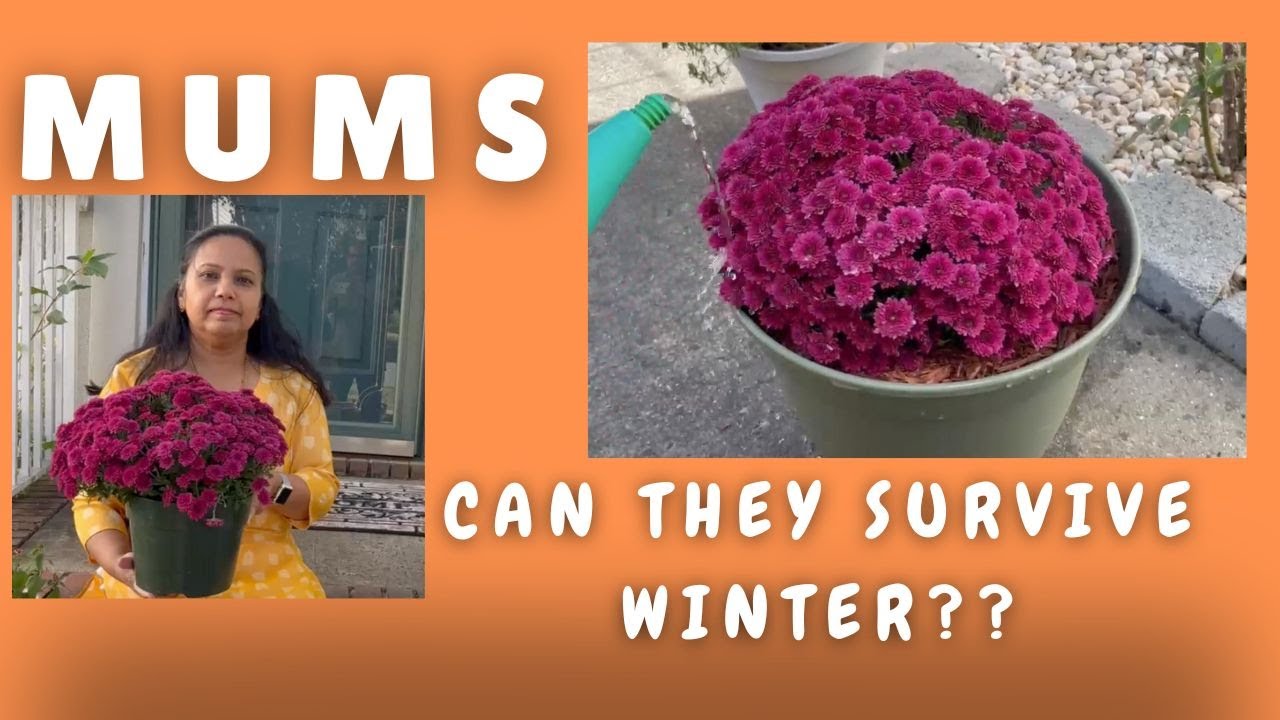 Chrysanthemum II Mums II How to make the Mums come back in next Spring ...