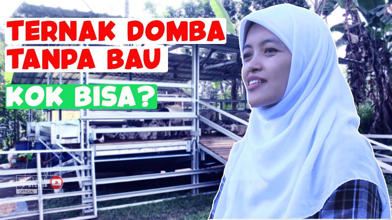 PELOPOR KANDANG DOMBA TANPA BAU, SINATRIA FARM: MENGGUNAKAN SISTEM ...